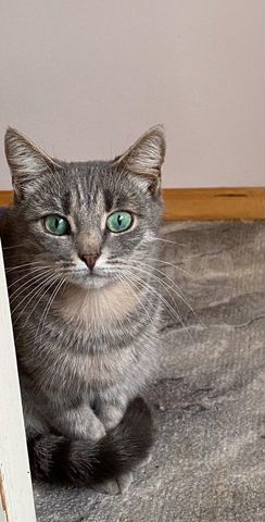 Кошка Офелия в добрые руки