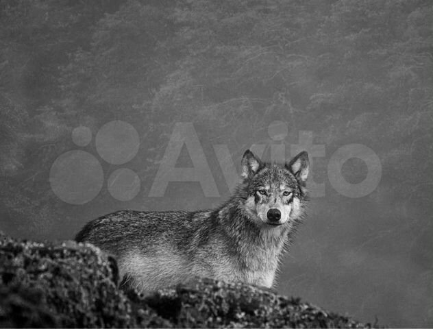 Бараны курдючные все мальчики