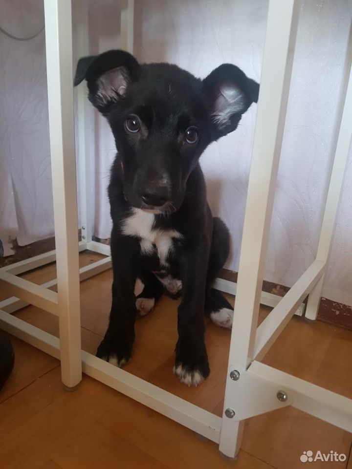 Щенок Вольт ищет дом