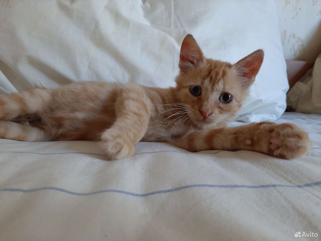 Сверхласковый котенок Персик в дар 2 мес