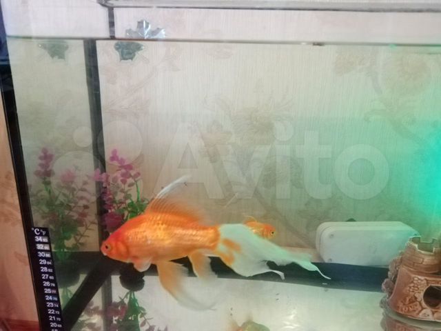 Золотые рыбки отдам