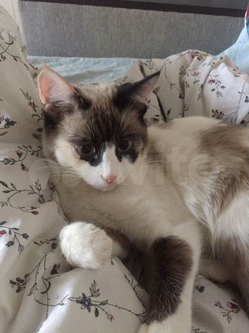 Тайская кошка на вязку