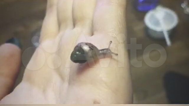 Улитки ахатины бесплатно