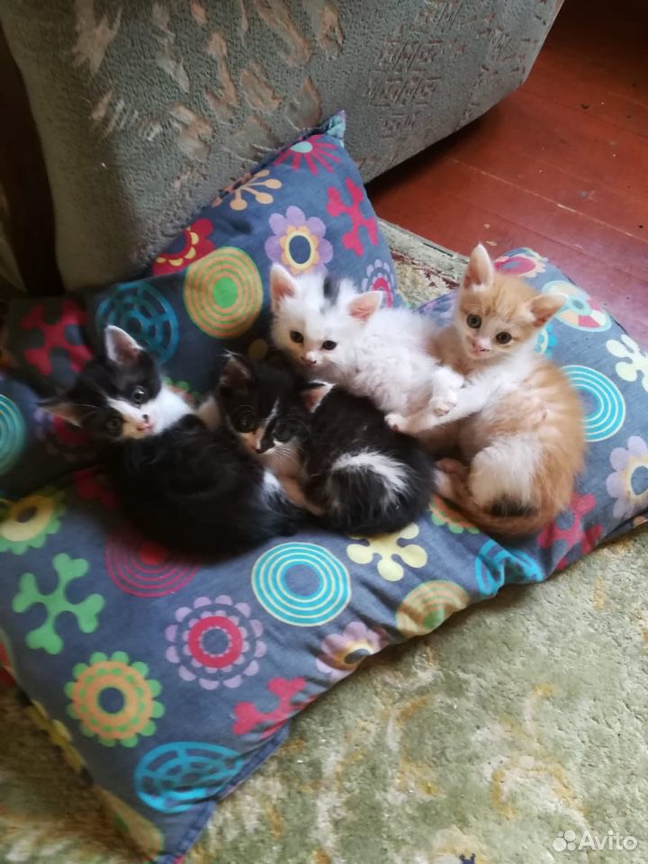 Котята-милашки