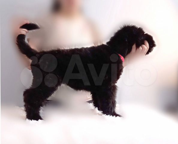 Щенки Русского Черного Терьера в Москве. рчт