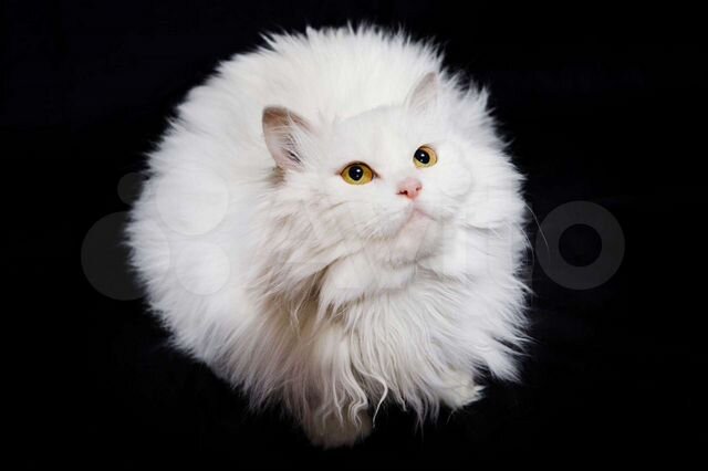 Пушистая кошка Хлоя