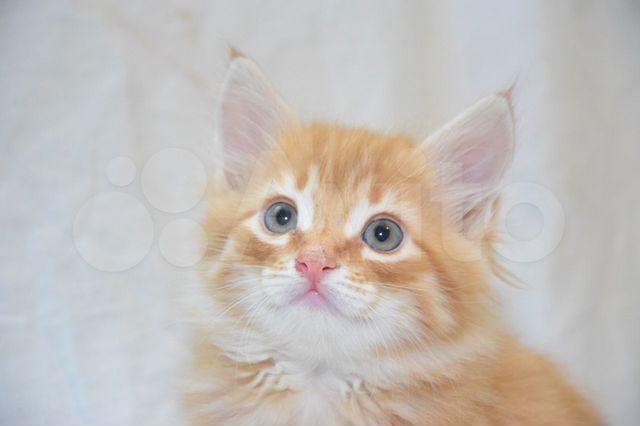 Рыжий котенок мальчик