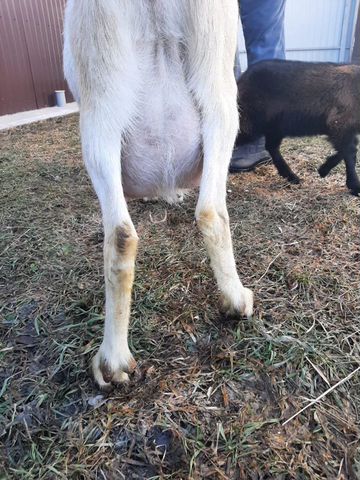 Коза дойная