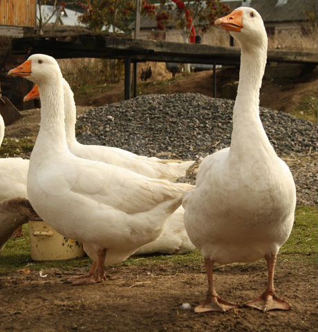 Гусята суточные