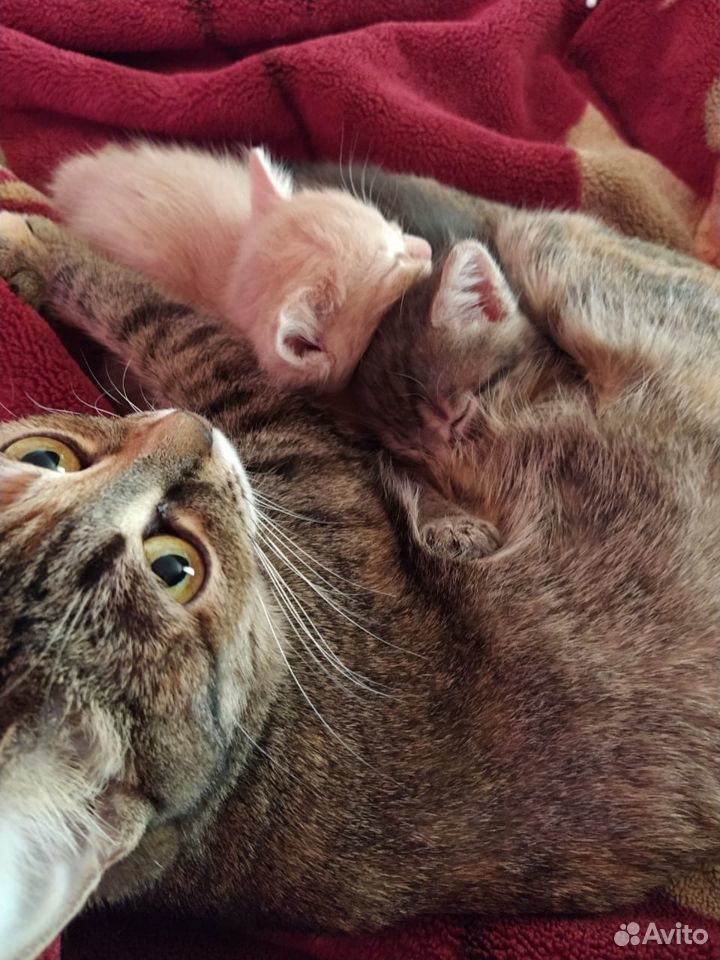 Кошка
